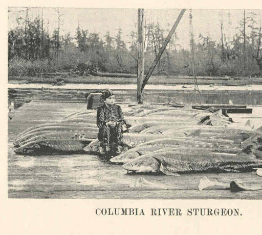 Sturgeon in a Changing Great Lakes - Southeast Michigan Stewardship ...